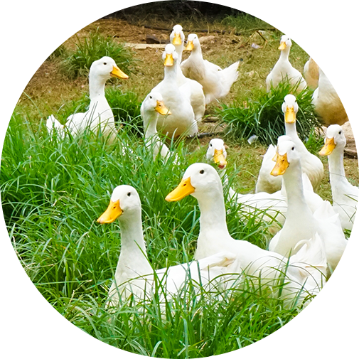 ENTE – ENTE UND GANS AUS POLEN